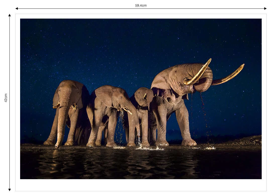 African Night – Des Ong Photography